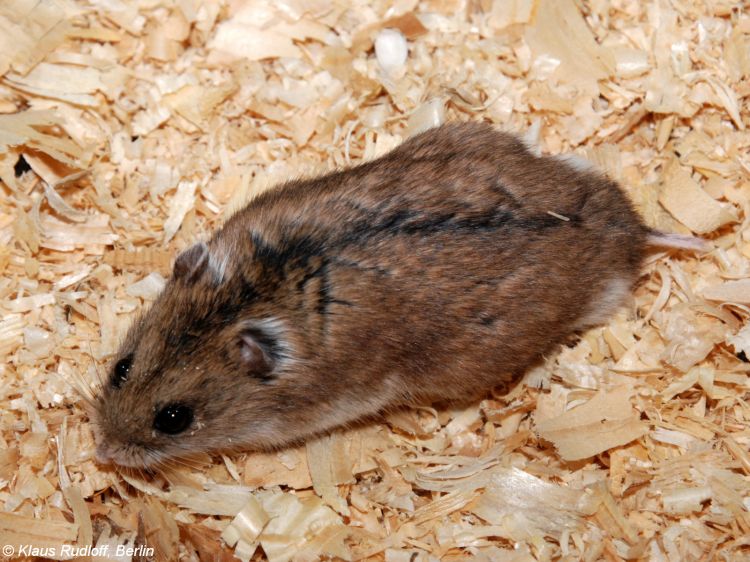 How To Keep A Chinese Dwarf Hamster Complete Care Guide How To Keep A Chinese Dwarf Hamster Complete Care Guide